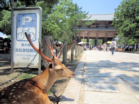 Slightly tired deer in Nara | 奈良の宿大正楼